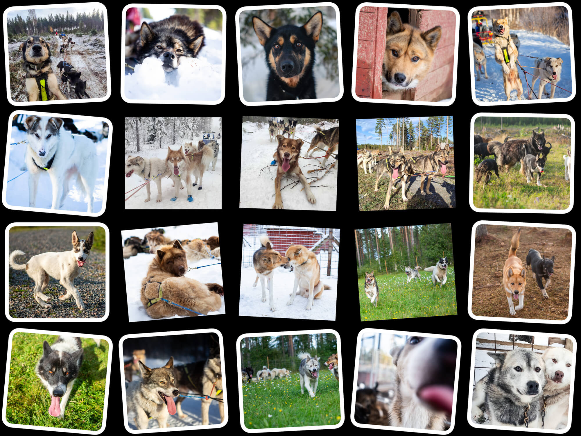 Les chiens de traîneau : la meute la plus givrée du Grand Nord ...